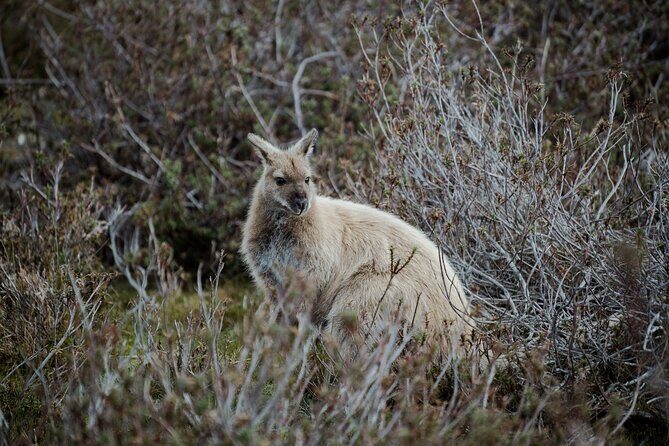 2 day Cradle Mountain and Wineglass Bay - An Intensive, Well-Organized Tasmanian Adventure
