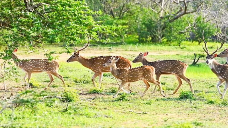 2-Day Cultural & Wildlife Tour to Sigiriya & Minneriya - FAQ: Your Practical Questions Answered