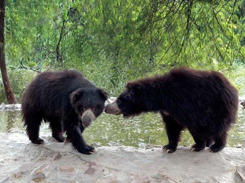 2-Day Delhi Tour with Wildlife SOS Elephant/Bear Sanctuary - Key Points