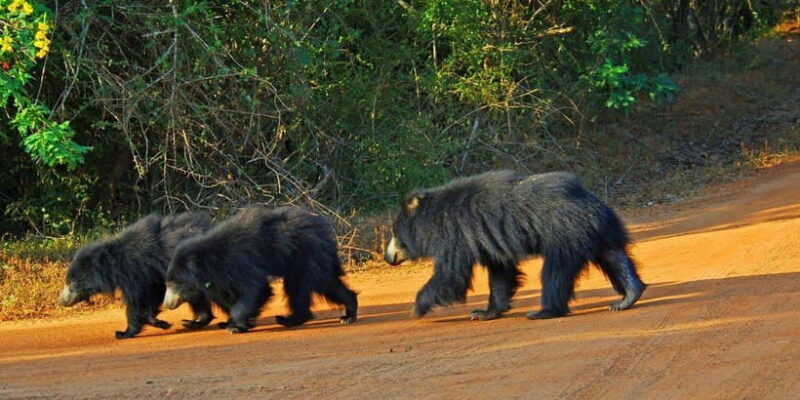 2-Day Ella and Yala Safari: Tour Tour from Colombo - Final Thoughts