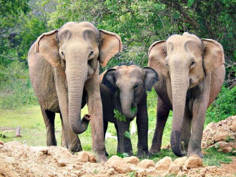 2-Day Ella and Yala Safari: Tour Tour from Colombo - FAQ