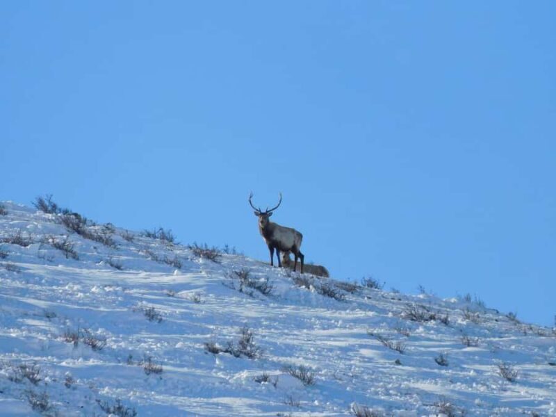 2-Day Elsen Tasarhai/Sand Dune hills & Nomadic Experience - Wild Takhi Horses: Nature’s Resilient Steeds