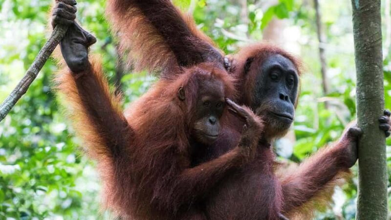 2-Day from Medan: Orangutan Bukit Lawang and Lake Toba Tour - Key Points