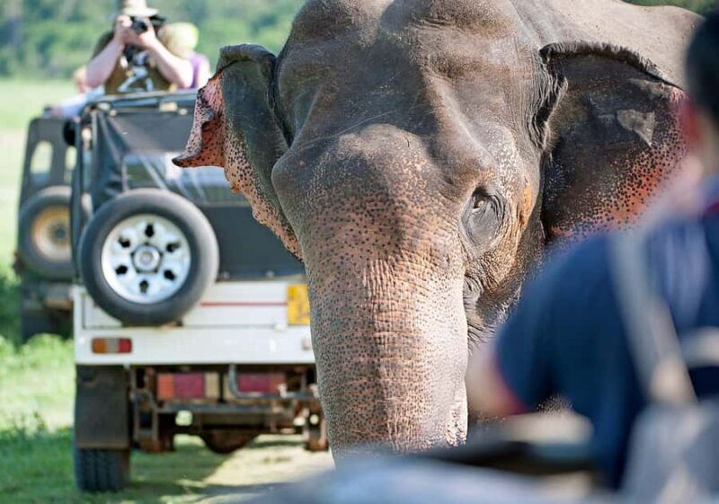 2-Day Galle to Sigiriya Tour with Minneriya Safari - Introduction: Why This Tour Can Be a Great Choice