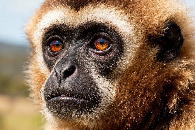 2-Day Hoolock Gibbons Wildlife Tour from Guwahati - Key Points