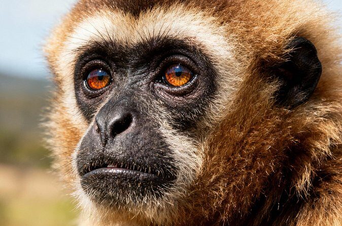 2-Day Hoolock Gibbons Wildlife Tour from Guwahati - FAQ