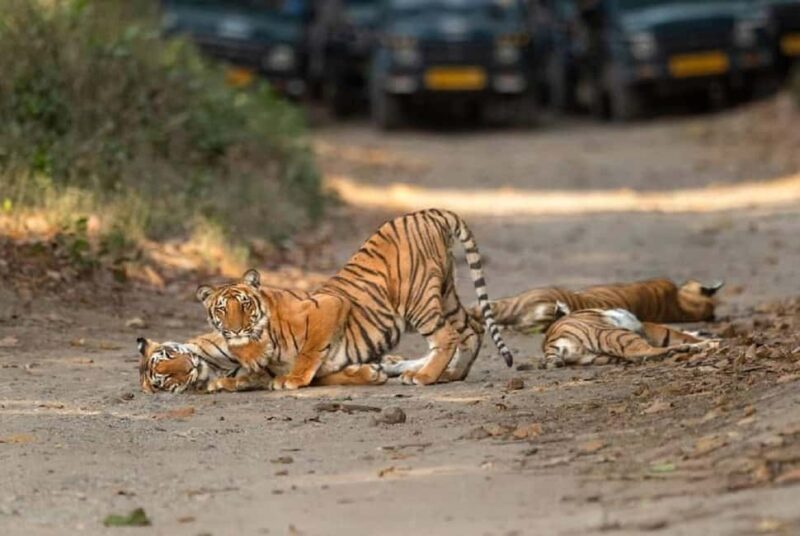 2 Day Jim Corbett National Park Tour From Delhi - Introduction