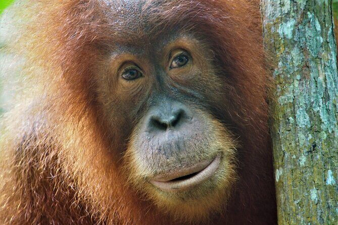 2-Day Jungle Trekking & Rafting in North Sumatra - Introduction: Exploring the Heart of North Sumatra’s Jungle