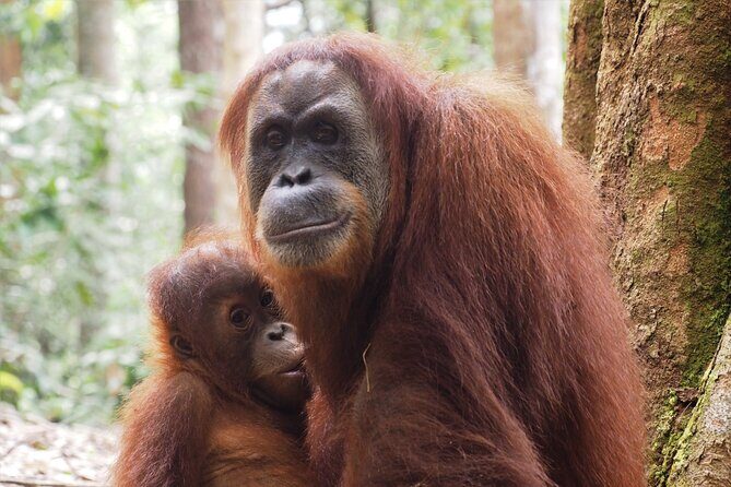 2-Day Jungle Trekking & Rafting in North Sumatra - Practical Considerations for Future Adventurers