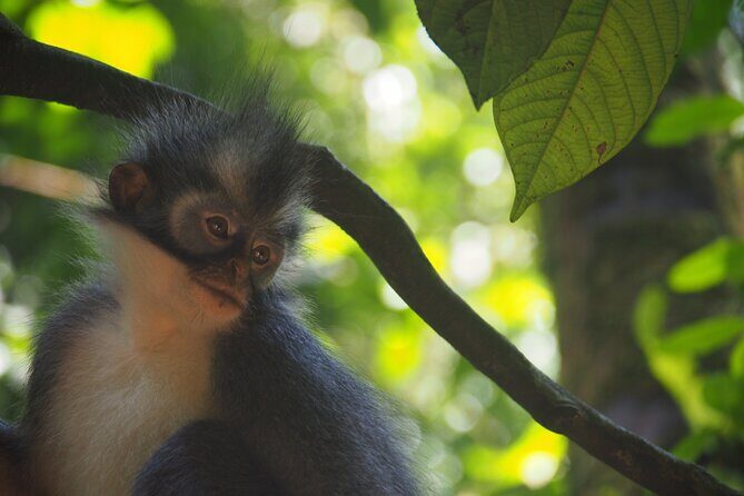 2-Day Jungle Trekking & Rafting in North Sumatra - FAQs