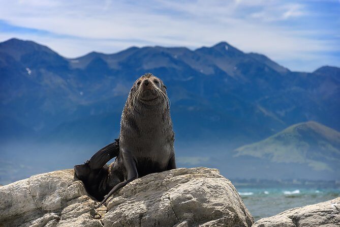 2 Day Kaikoura Whale and Dolphin Tour from Christchurch - Final Thoughts