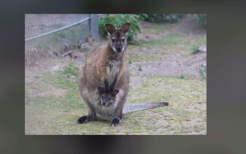 2-Day Kangaroo Island Private Tour - Key Points