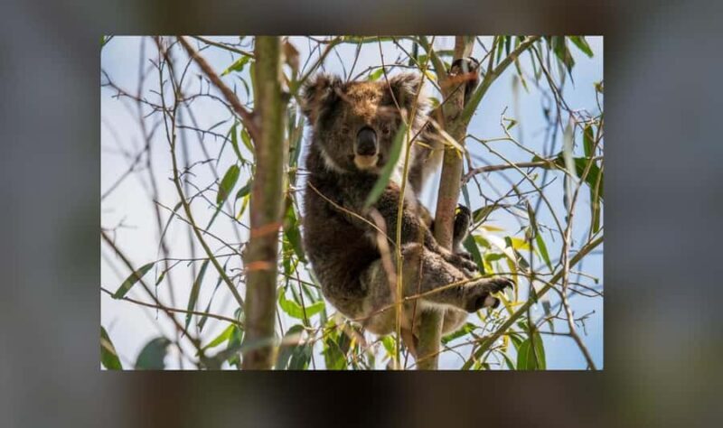 2-Day Kangaroo Island Private Tour - Additional Highlights & Considerations