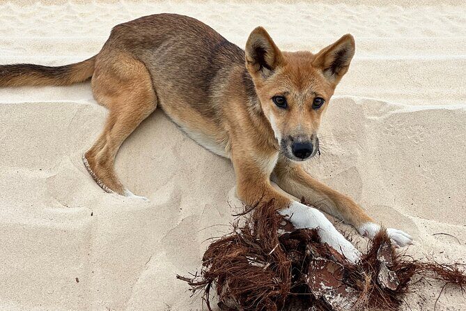 2 Day Kgari Fraser Island Small Group Camping Tour - The Experience: What Travelers Are Saying