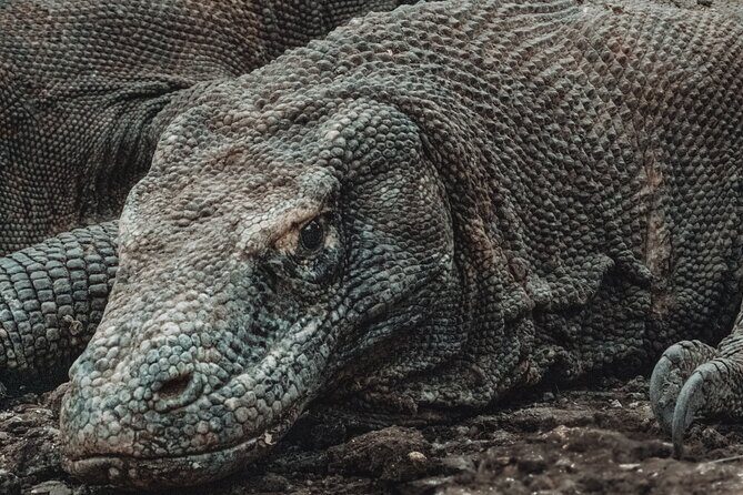 2-Day Komodo National Park and Rinca Island Wildlife Adventure from Bali - Exploring the 2-Day Komodo National Park Journey