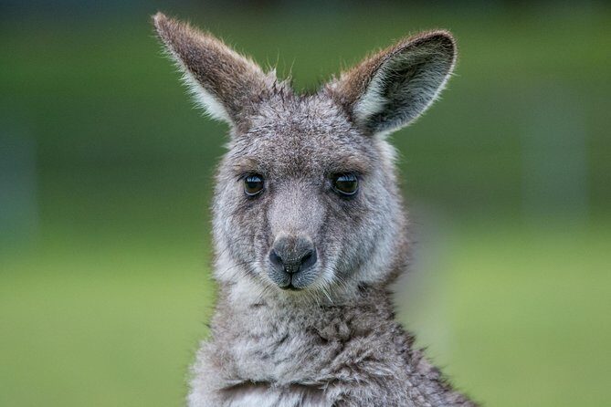 2-Day Melbourne to Adelaide Tour: Great Ocean Road and Grampians One Way Trip - The Experience from the Reviews