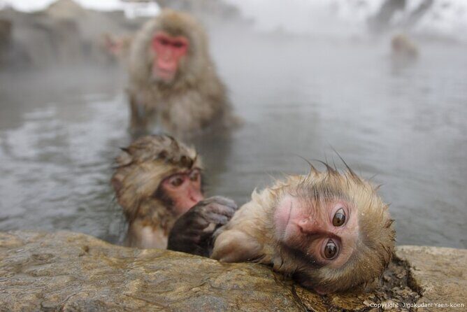 2 Day Nagano Exploration Snow Monkeys Onsen & Hokusai - An Honest Look at the 2-Day Nagano Exploration Snow Monkeys, Onsen & Hokusai Tour