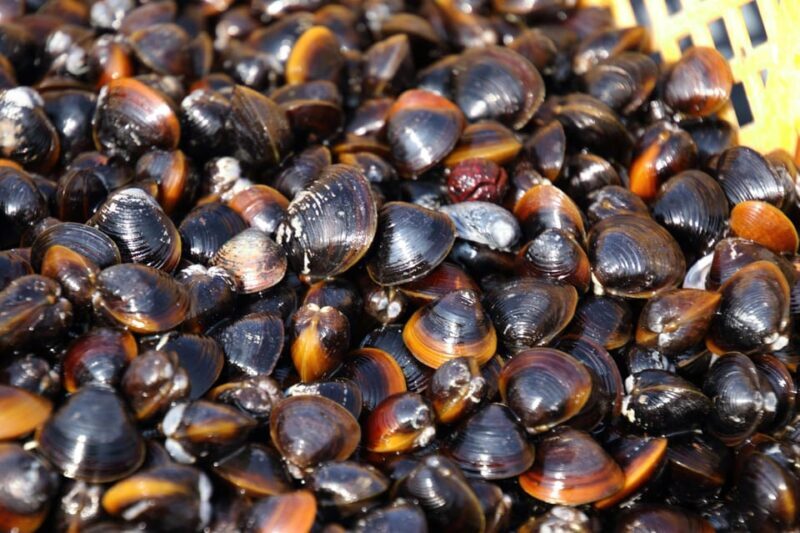 2-day One way Bus Tour from KOKURA around IZUMO to HIROSHIMA - Day 1: From Kokura to Izumo, via Scenic Stops and Cultural Landmarks