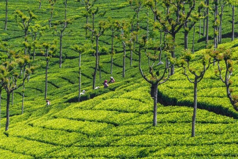2-Day Ooty and Coonoor Sightseeing Tour - An In-Depth Look at the 2-Day Ooty and Coonoor Tour