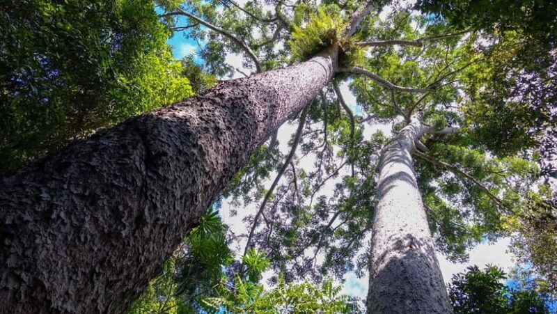 2-Day Paronella Park & Tablelands Tour+Cape Tribulation Tour - Frequently Asked Questions