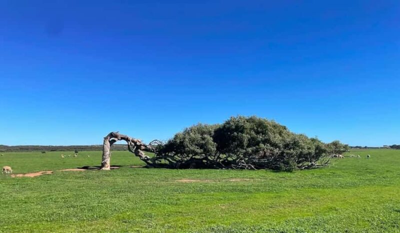 2 Day Pink Lake the Pinnacles & Sand Dunes Coral Coast Tour - The Sum Up