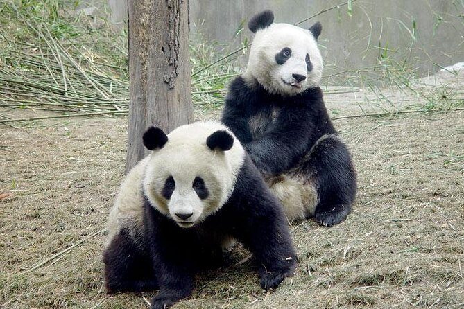 2-Day Private Chengdu Panda Tour - Who Would Enjoy This Tour?