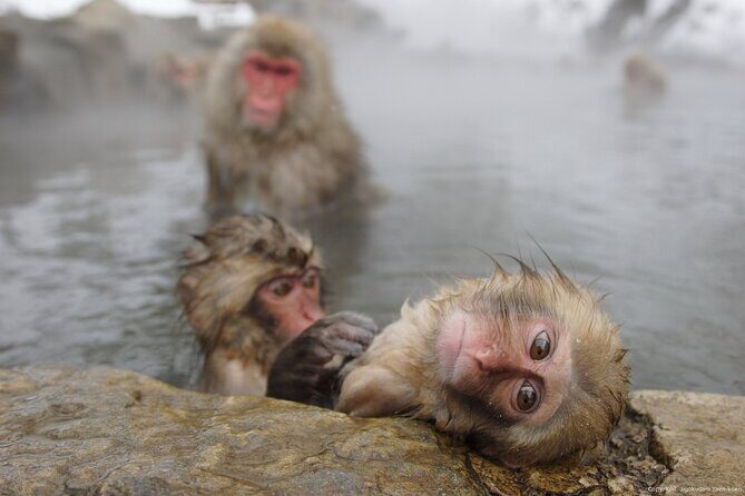 2 Day Private Tour in Tokyo with Snow Monkeys by Bullet Train - An Authentic Two-Day Journey from Tokyo to Snow Monkeys and Beyond