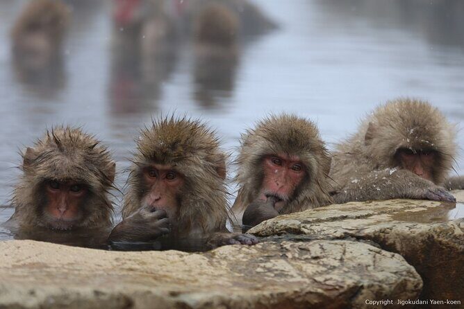 2 Day Private Tour in Tokyo with Snow Monkeys by Bullet Train - Key Points