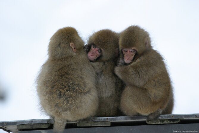 2 Day Private Tour in Tokyo with Snow Monkeys by Bullet Train - In The Sum Up