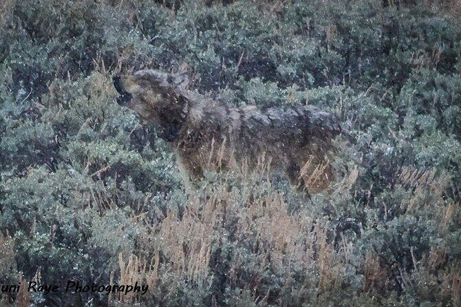 2-Day Private Tour in Yellowstone(Lower and Upper Loops w Iconic Sites) w Lunch - Day 1: Wildlife and the Heart of Yellowstone