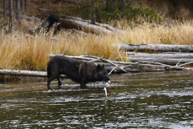 2-Day Private Tour in Yellowstone(Lower and Upper Loops w Iconic Sites) w Lunch - Who Will Love This Tour