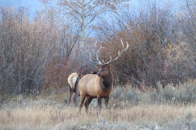 2-Day Private Tour of Yellowstone National Park Lower & Upper Loops - Key Points: