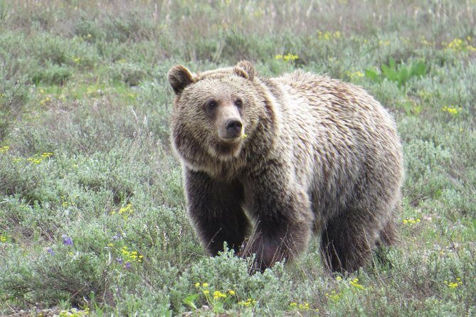 2-Day Private Tour of Yellowstone National Park Lower & Upper Loops - Who Will Enjoy This Tour Most?