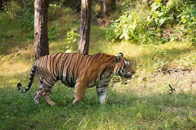 2-Day Private Tour to Ranthambhore Tiger Safari Tour from Jaipur - The Value of Guided Safaris and Wildlife Sightings