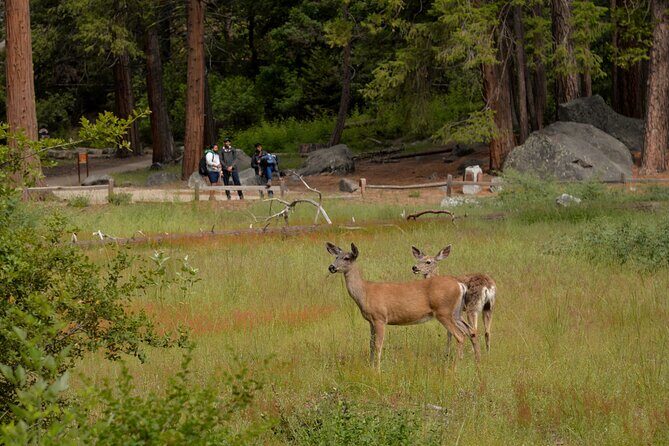 2 Day Private Tour to Yosemite National Park - FAQ