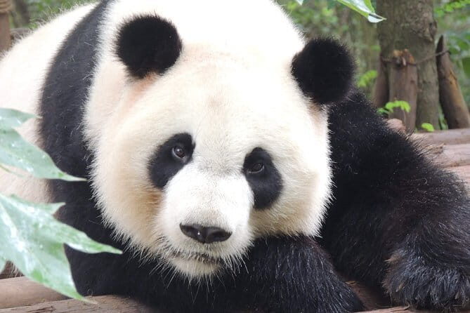 2 Day Private Xian Tour from Beijing - Authentic Experiences & Authenticity