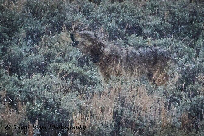 2-Day Private Yellowstone Tour(Lower and Upper Loops w Iconic Sites) w Lunch - An In-Depth Look at the Tour