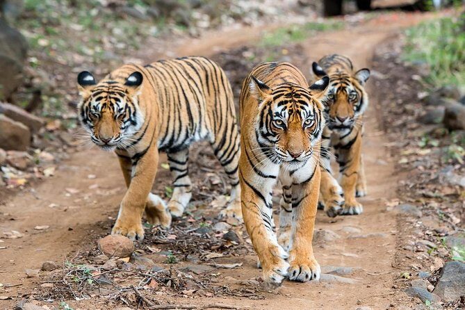 2-Day Ranthambore Safari with Sunrise view of Taj Mahal - Key Points