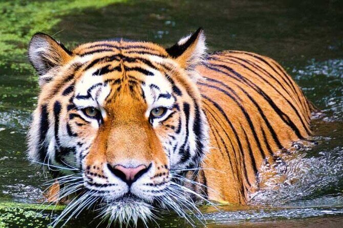 2-Day Ranthambore Safari with Sunrise view of Taj Mahal - An Honest Look at the Itinerary