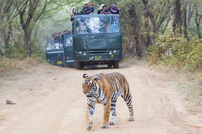 2-Day Ranthambore Tiger & Chambal River Safari from Jaipur - Night in Ranthambore: Relaxing Comfort