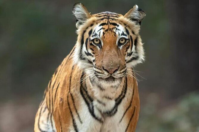 2-Day Ranthambore Tiger & Chambal River Safari from Jaipur - Final Thoughts: Who Will Love This Tour?