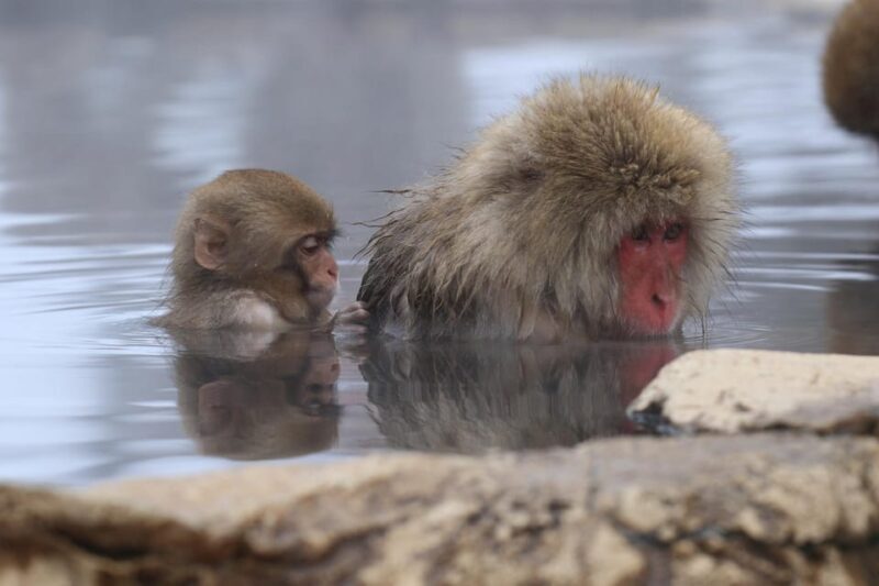 2-Day Snow Monkey Tour: Nagano To Takayama via Matsumoto - Why This Tour Is a Great Fit