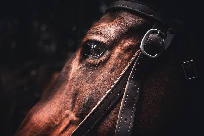 2-Day Sundance Overnight Backcountry Lodge Trip by Horseback - What Past Riders Love Most