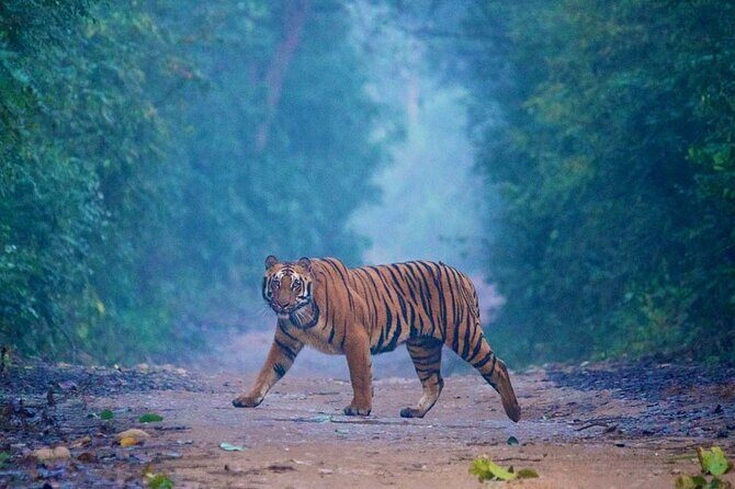 2-day Tajmahal & Fort tour with Tiger Safari from Bangalore - Key Points