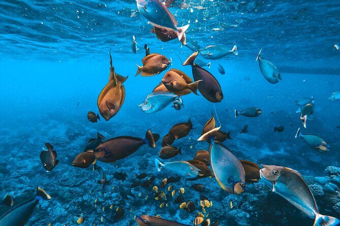 2 day tour and snorkel to meet Manta Rays in Nusa Penida - Key Points