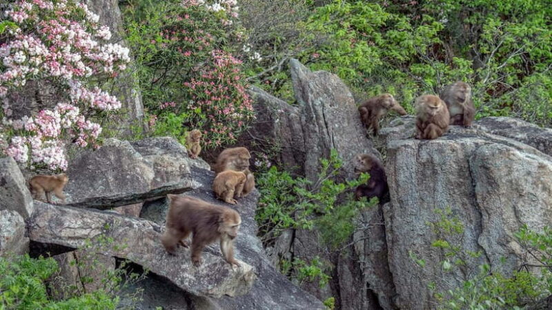 2-Day Tour of Mt. Huangshan and Hongcun - The Itinerary: A Close-Up Look