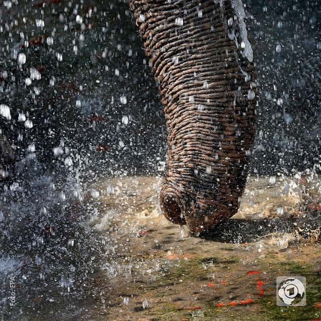 2-Day Tour: Taj Mahal & Wildlife SOS Elephant/Bear Sanctuary - Key Points