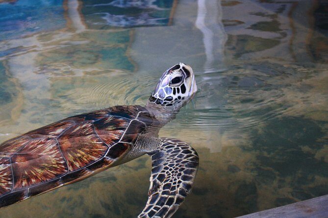 2 Day Tour to Galle & Udawalawe from Colombo - How Does It Stack Up in Value?