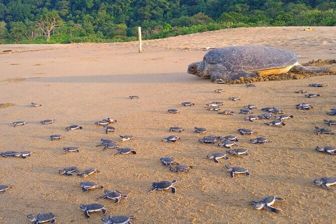 2 Day Volunteer Adventures in Sukamade Turtle Conservation - A Deep Dive Into the Experience