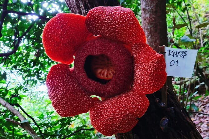 2 Day Volunteer Adventures in Sukamade Turtle Conservation - Who Should Consider This Tour?